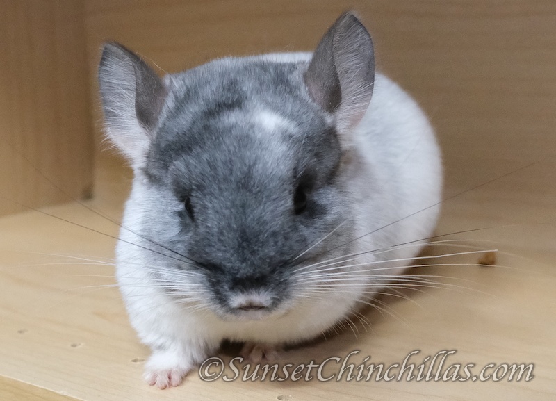 White Mosaic Chinchilla Pictures