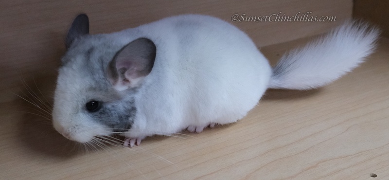 White Mosaic Chinchilla Pictures