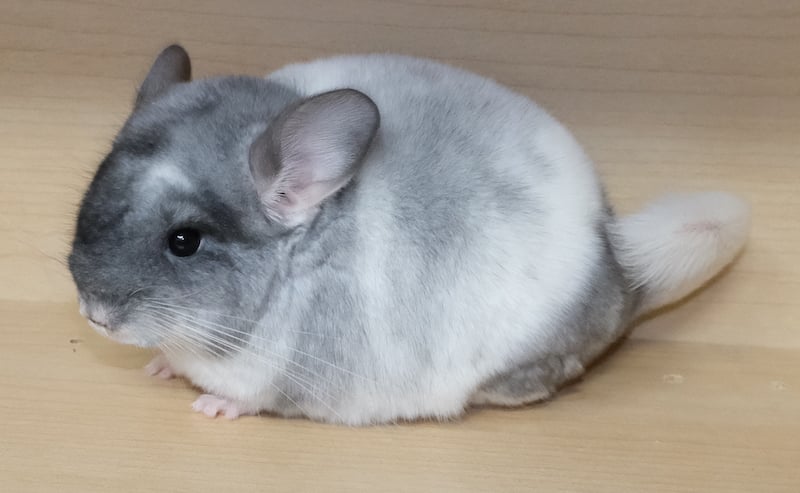 White Mosaic Chinchilla Pictures
