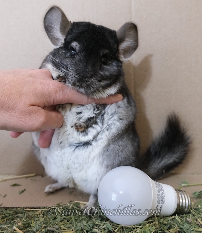 Chinchillas For Sale Chinchilla Rescue| NOLA Chinchilla Rescue